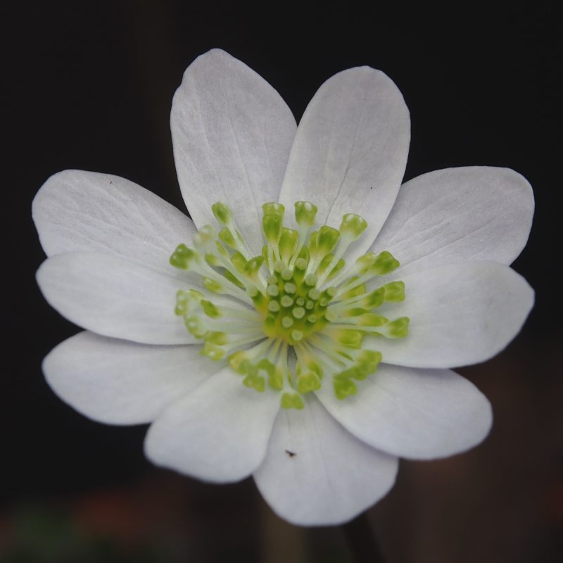 Hepatica transsilvanica Donnerwolke JP
