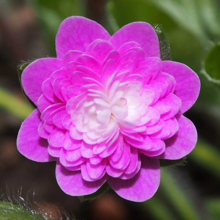 Hepatica nobilis var. japonica Tamahime