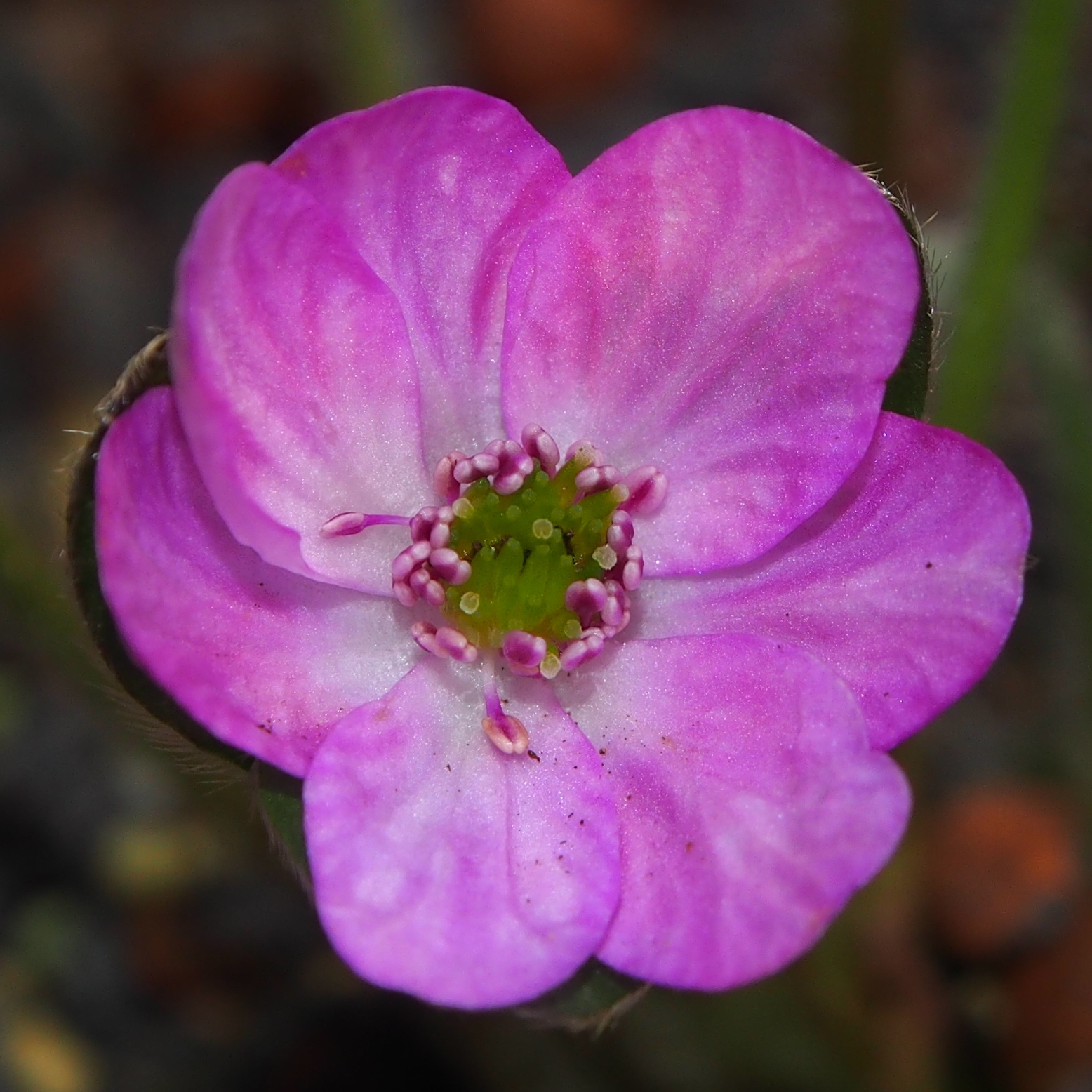 Hepatica nobilis var. japonica Tamahime