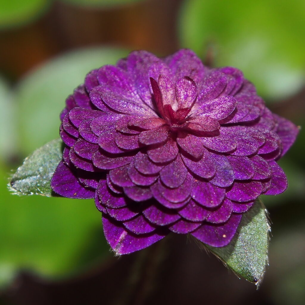 Hepatica nobilis var. japonica Asahizuru