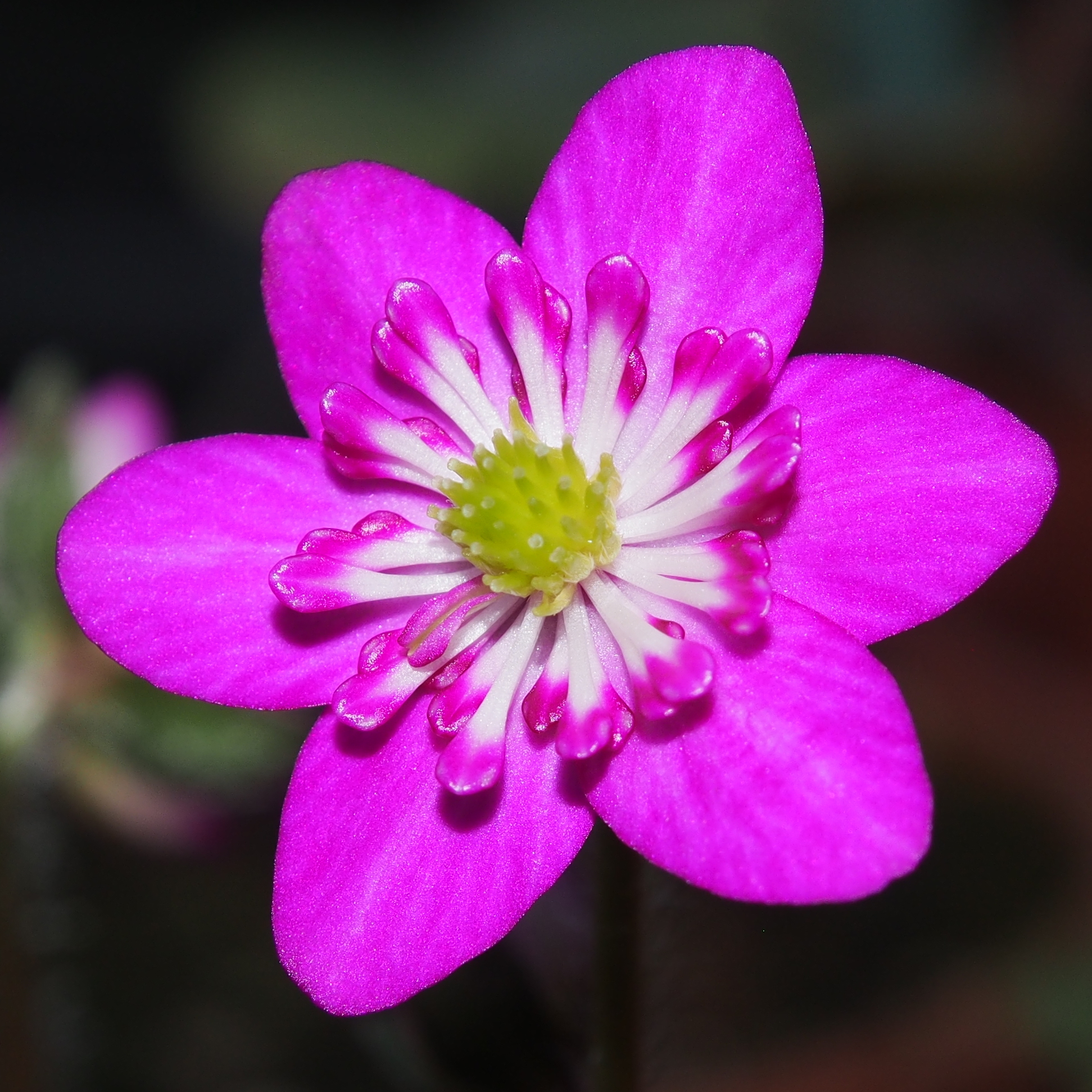 Hepatica nobilis var. japonica Asahizuru