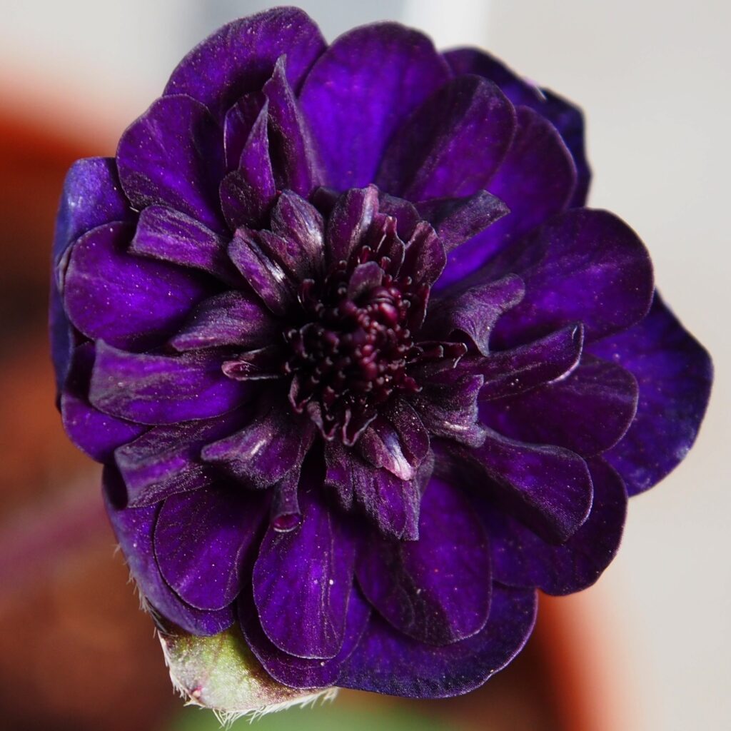 Hepatica nobilis var. japonica Asahizuru