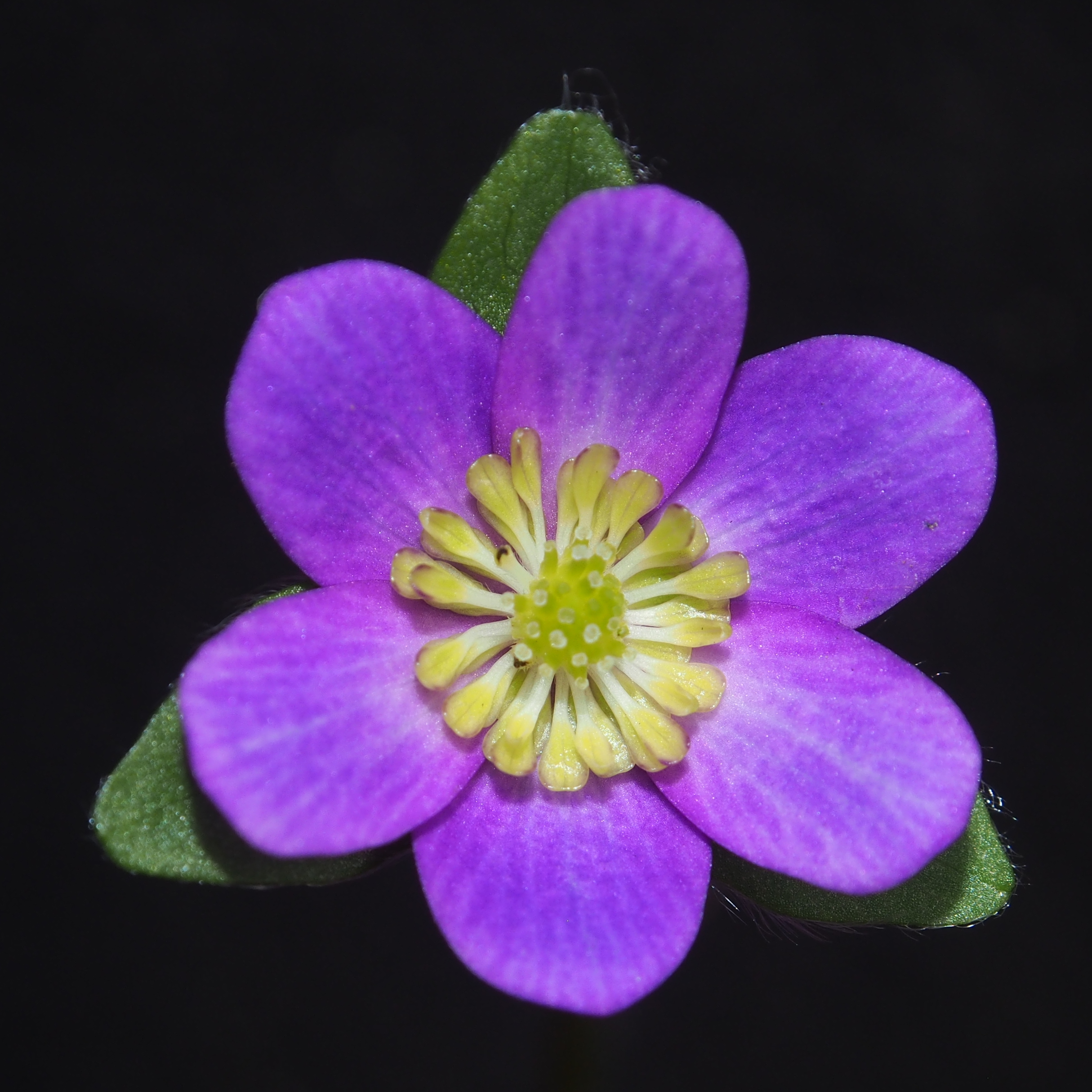 Hepatica nobilis var. japonica Asahizuru