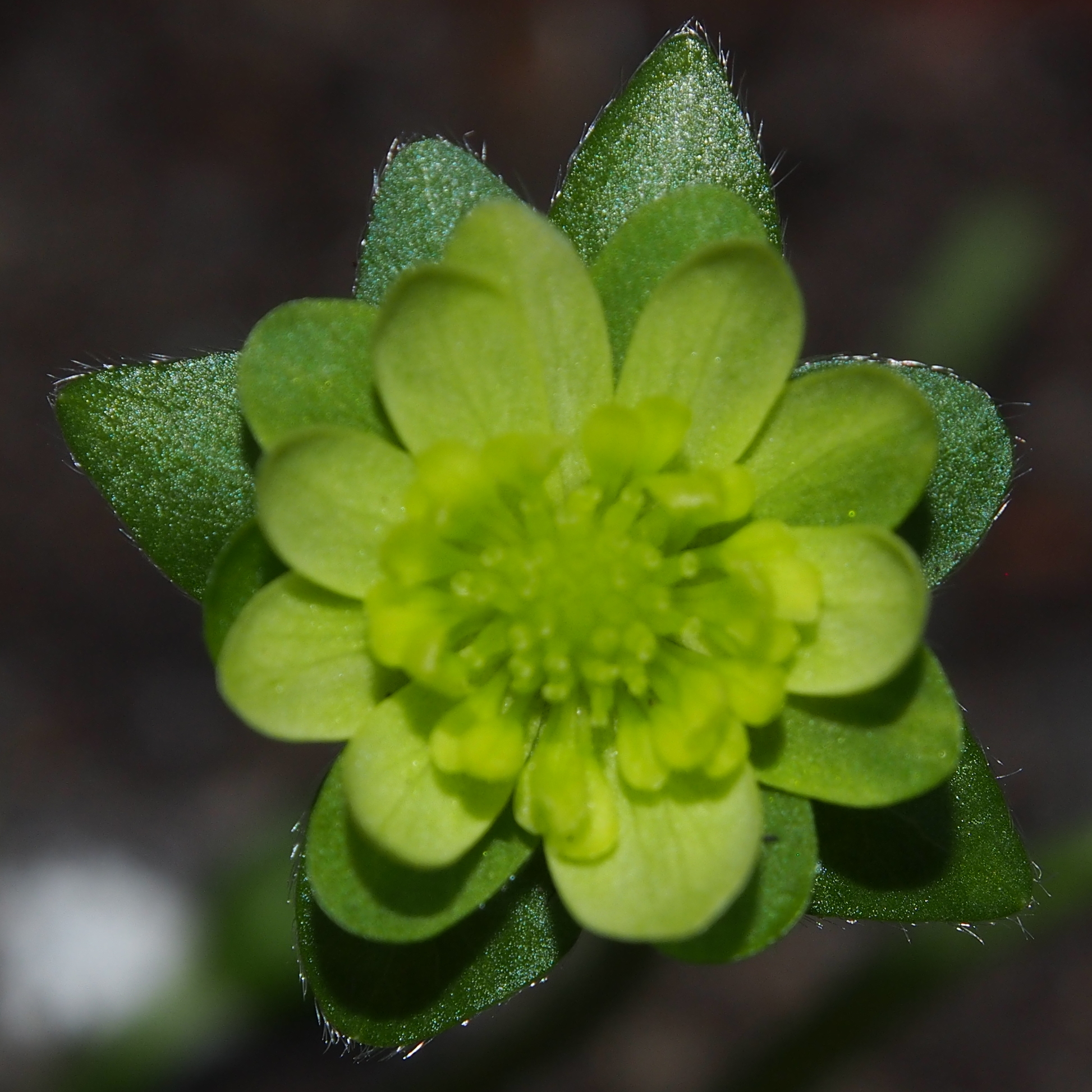 Hepatica nobilis var. japonica Tamahime