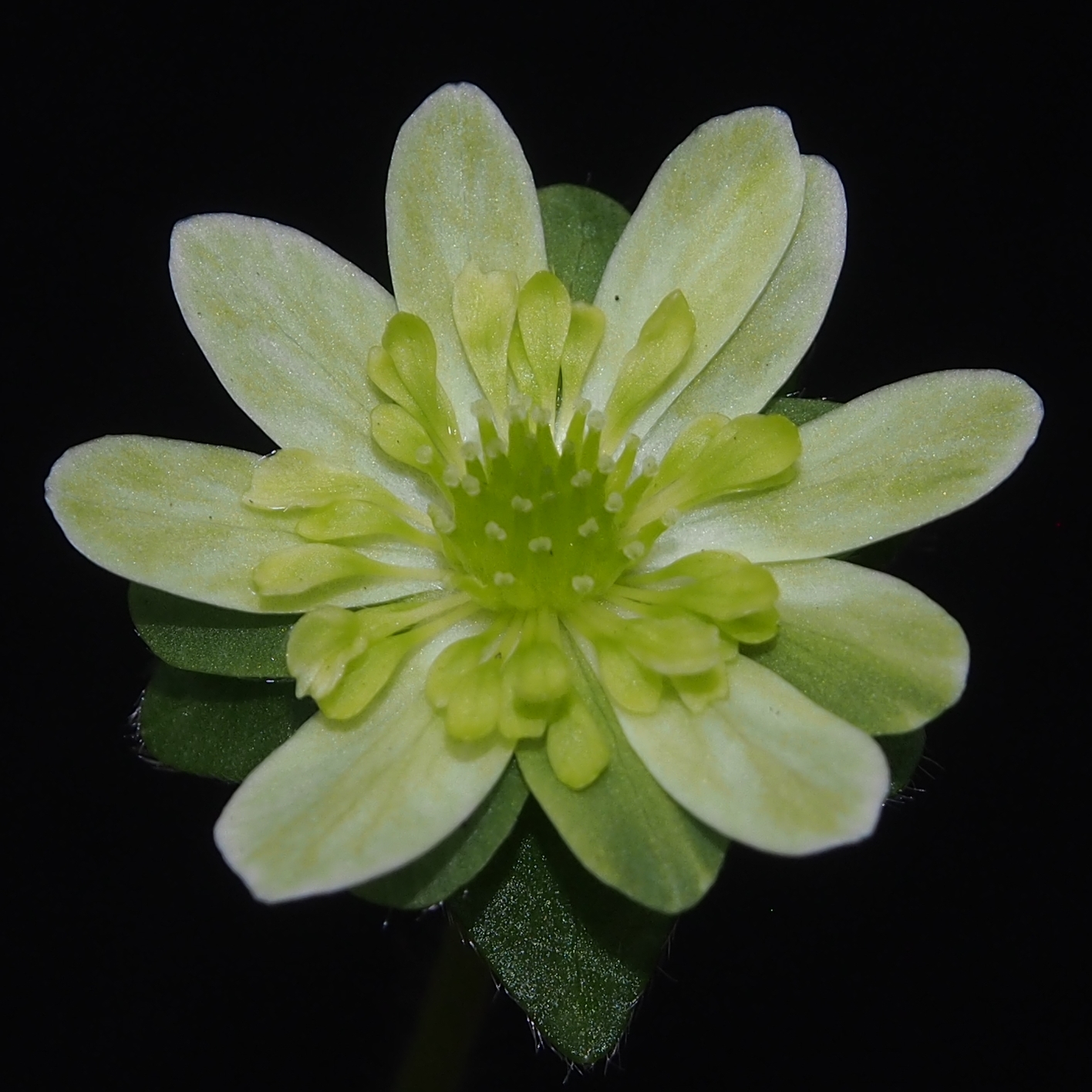 Hepatica nobilis var. japonica Tamahime